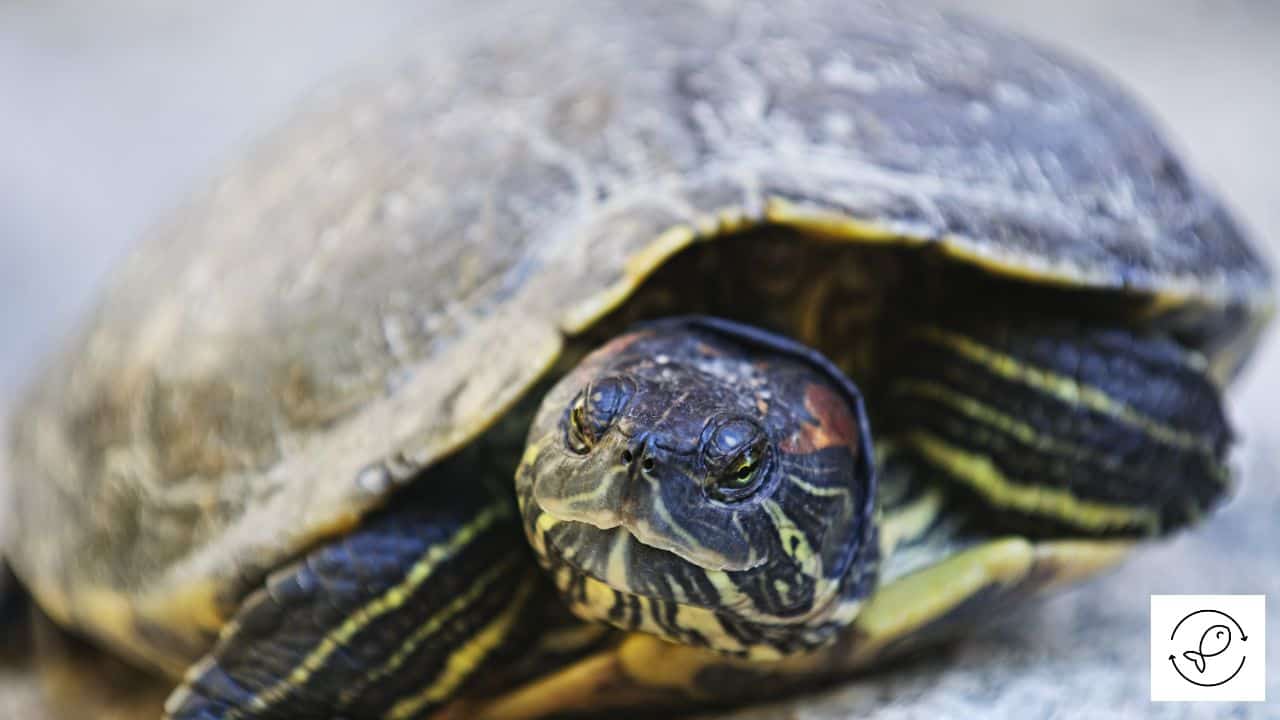 How Hard Is A Turtle Shell? Can Bullets Or Animals Break It?