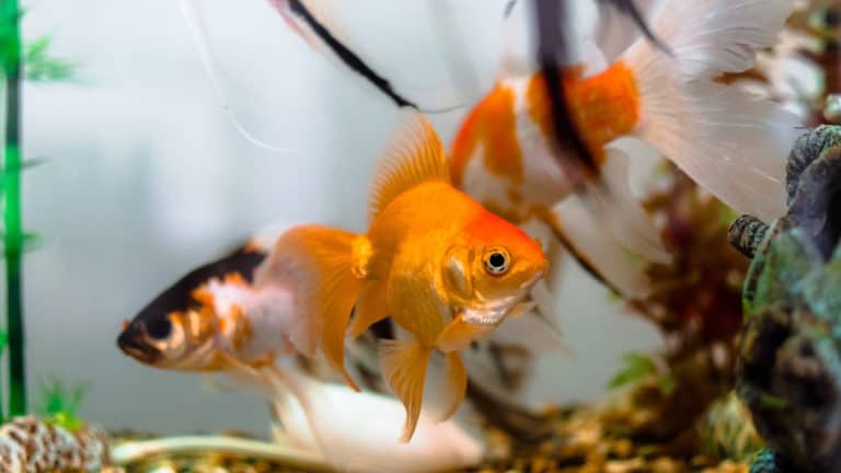 How Do Goldfish Adapt To Their Environment? (Wild + Captivity)