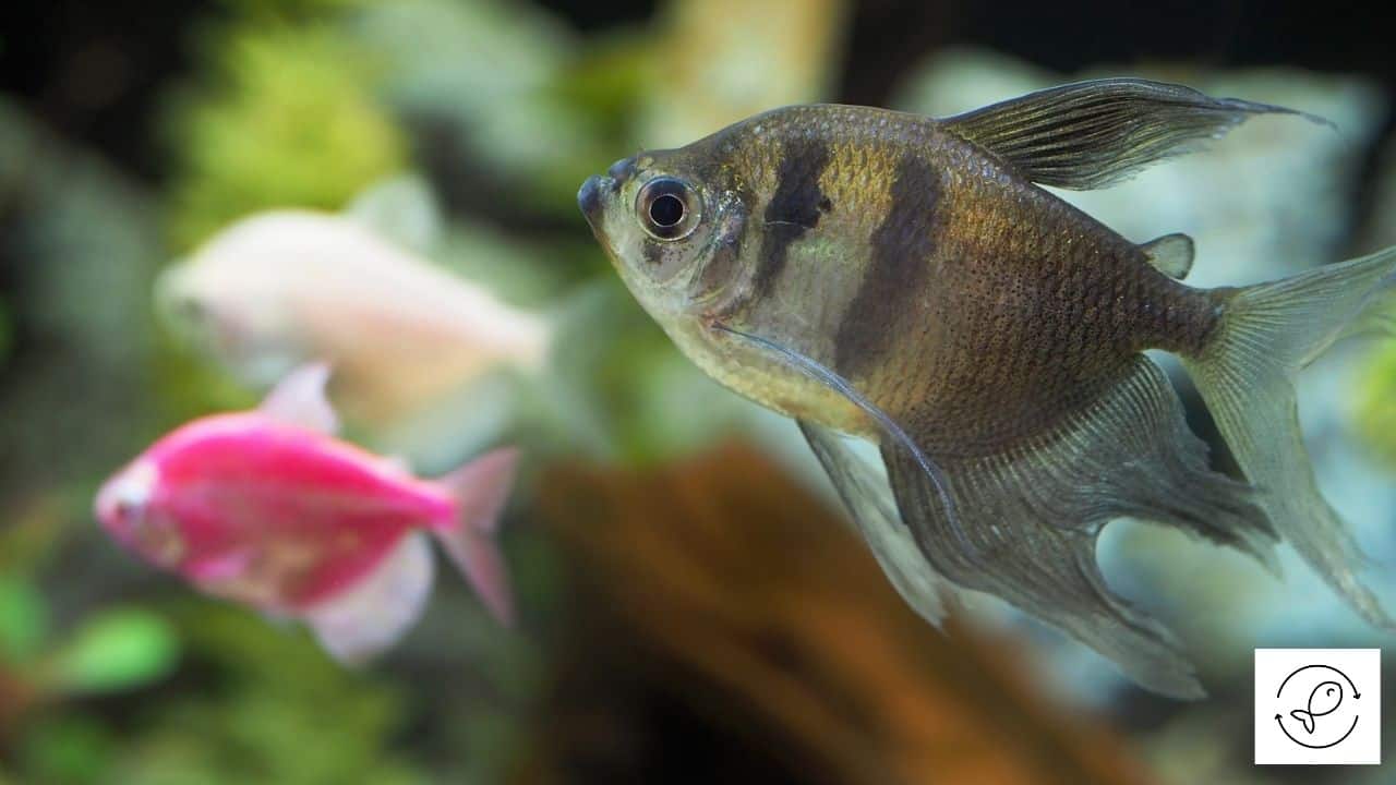 Why Do Tetras Swim Upside Down? (Is It Normal For Tetras?)