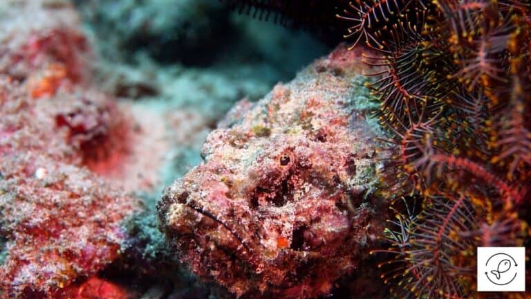 Fish That Look Like Rocks (Complete List With Pictures)