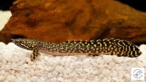 14 Fish That Look Like Snakes (With Photos)