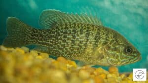 Can Fish Swim Backward? (Which Fish Can And Can’t)