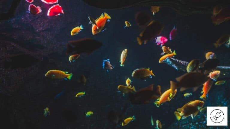 11 Fish That Can Change Color + Reasons For Color Change