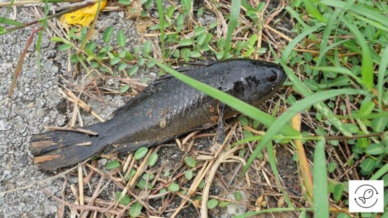 10 Fish That Can Walk On Land (With Images)