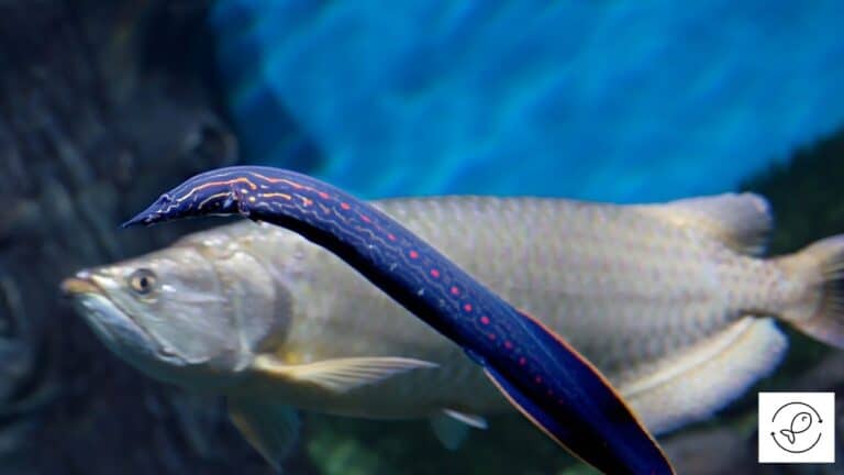 14 Fish That Look Like Snakes (With Photos)