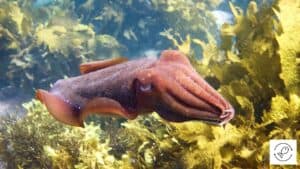 11 Fish That Can Change Color + Reasons For Color Change