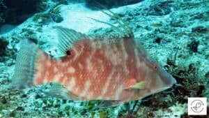 11 Fish That Can Change Color + Reasons For Color Change