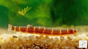 14 Fish That Look Like Snakes (With Photos)