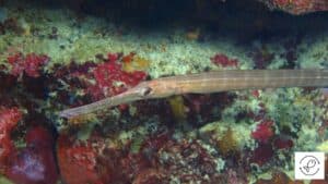 14 Fish That Look Like Snakes (With Photos)