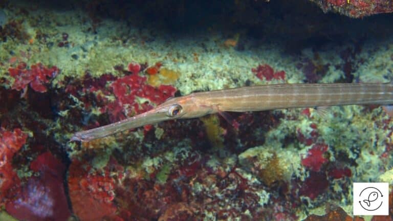 14 Fish That Look Like Snakes (With Photos)