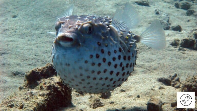 Fish That Cannot Swim (And Fish That Swim Very Slowly)