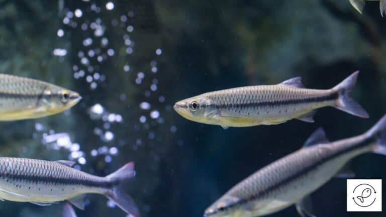 7 Aquarium Fish That Look Like Sharks + 6 Non-Aquarium Fish