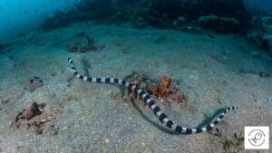 14 Fish That Look Like Snakes (With Photos)