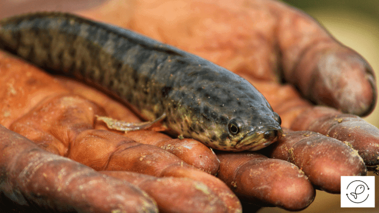 14 Fish That Look Like Snakes (With Photos)