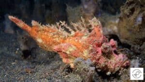 Fish That Cannot Swim (And Fish That Swim Very Slowly)