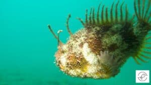 11 Fish That Can Change Color + 6 Reasons For Color Change