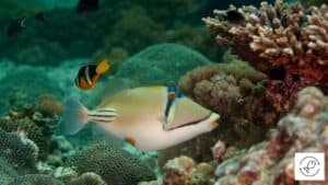 Can Fish Swim Backward? (Which Fish Can And Can’t)