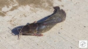 10 Fish That Can Walk On Land (With Images)