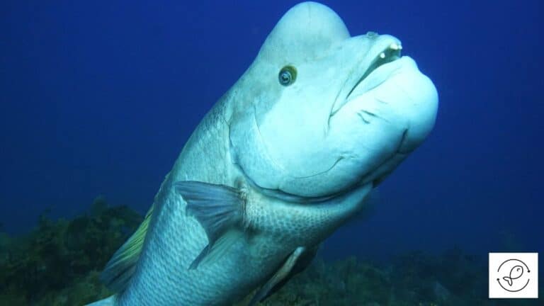 13 Fish That Can Change Gender [Male To Female And Vice Versa]