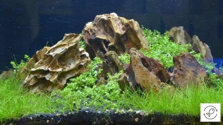 What Is Java Moss? [Explained For Beginners]