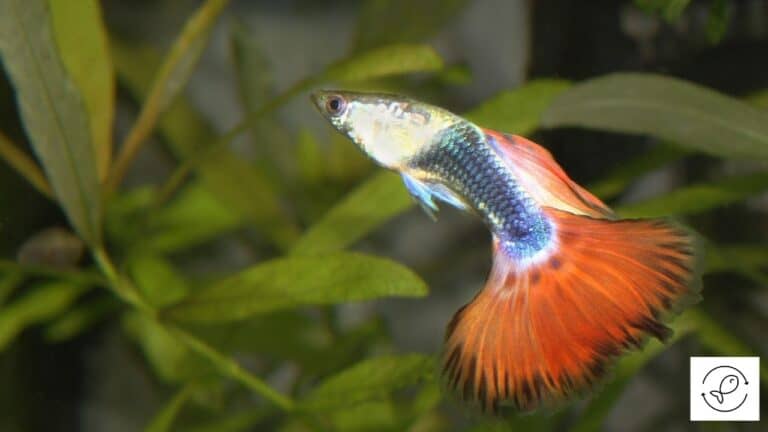 15 Fish That Are Omnivores (With Pictures)