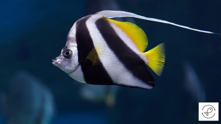 10 Commonly Found Aquarium Fish That Bite (With Photos)