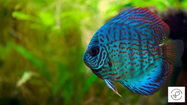 How Big Do Discus Fish Get? (Tips To Grow Them Faster And Bigger)