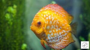 15 Fish That Are Omnivores (With Pictures)