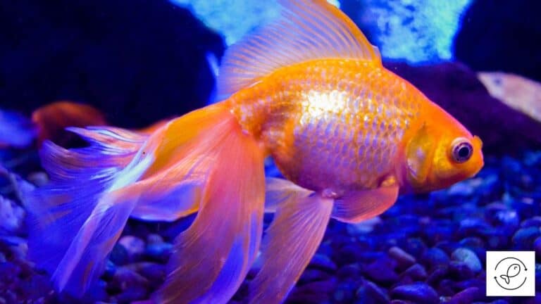 10 Commonly Found Aquarium Fish That Bite (With Photos)