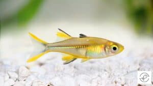 15 Fish That Are Omnivores (With Pictures)