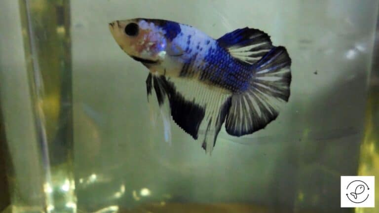 10 Commonly Found Aquarium Fish That Bite (With Photos)