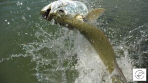 JalJeev - Aquariums and Aquatic Pets