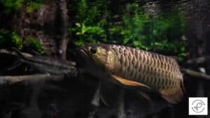 15 Fish That Are Omnivores (With Pictures)