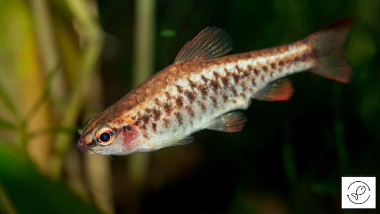 18 Unique Red-Colored Aquarium Fish