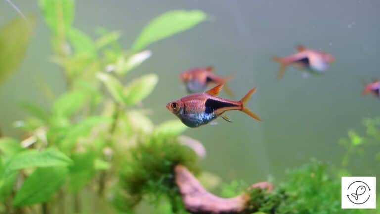 12 Beautiful Fish That Are Pink In Color