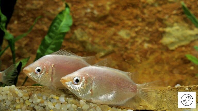 12 Beautiful Fish That Are Pink In Color