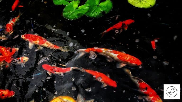10 Fish that Readily Eat Mosquito Larvae (With Photos)