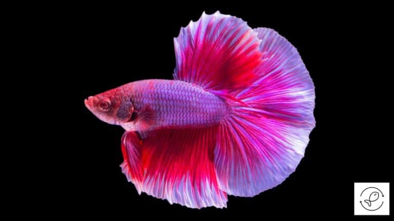 12 Beautiful Fish That Are Pink In Color