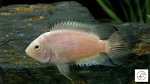 12 Beautiful Fish That Are Pink In Color