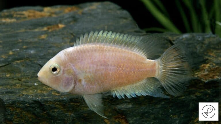 12 Beautiful Fish That Are Pink In Color