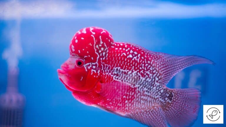 12 Beautiful Fish That Are Pink In Color