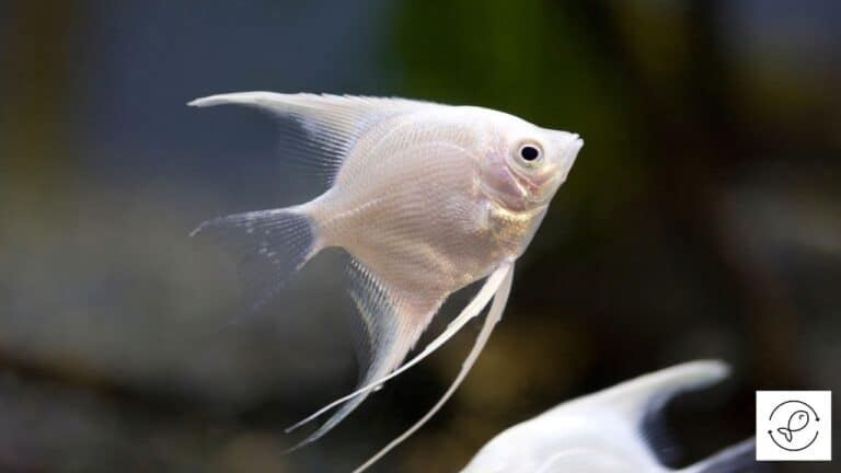 4 Aquarium Fish That Can Light Up (With Images)