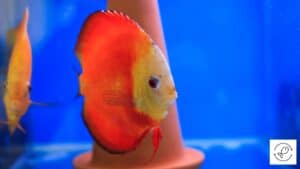 18 Unique Red-Colored Aquarium Fish