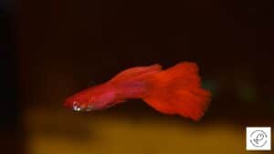 18 Unique Red-Colored Aquarium Fish