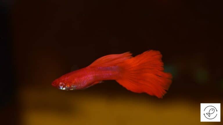 18 Unique Red-Colored Aquarium Fish