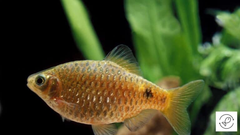 18 Unique Red-Colored Aquarium Fish