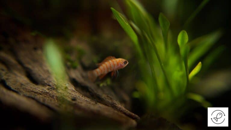 18 Unique Red-Colored Aquarium Fish