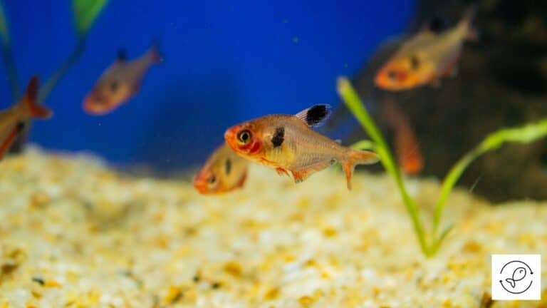 18 Unique Red-Colored Aquarium Fish