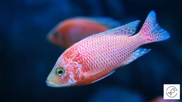 12 Beautiful Fish That Are Pink In Color