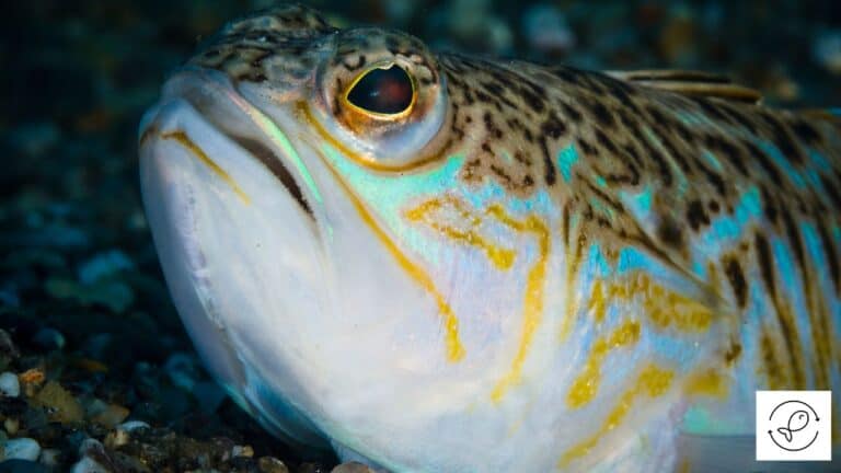 7 Unique Saltwater Fish Species that Burrow in Sand (With Images)